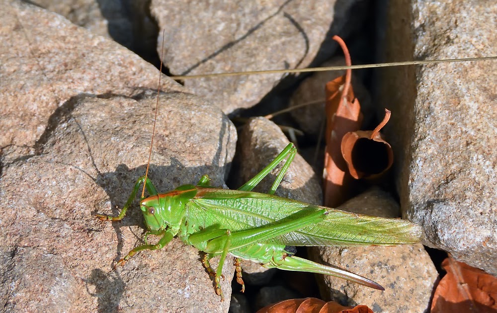 Delu Petru Damsa - Images: Romanian insects - Tettigonia viridissima