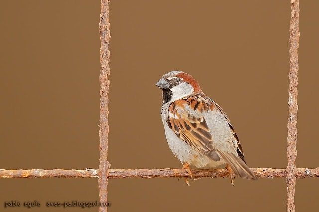mis fotos de aves: Passer domesticus Gorrión House Sparrow