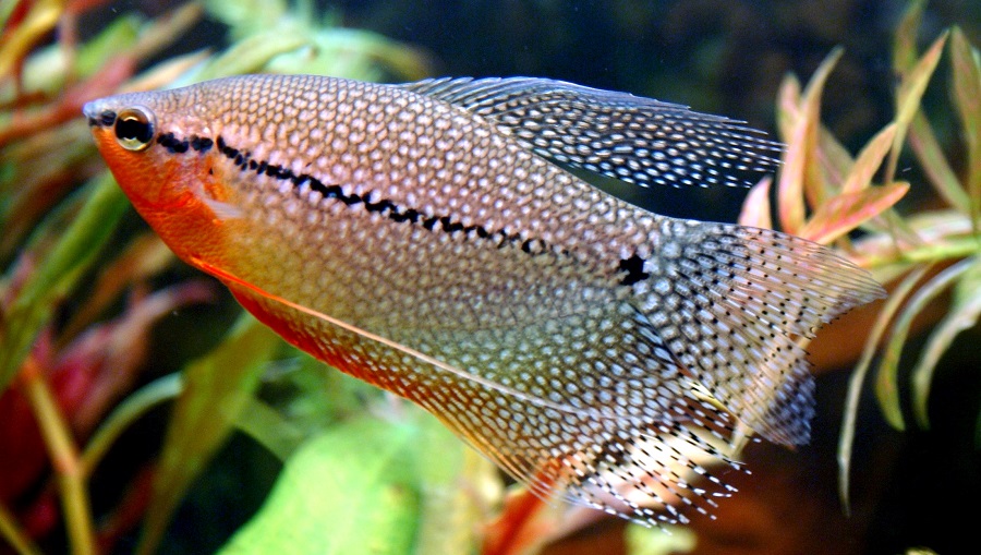 12 Ikan Hias yang Kuat Hidup Tanpa Oksigen di Aquarium, Nomor 11 ...