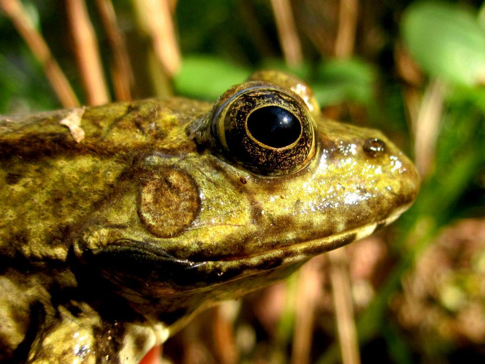 Ερπετά και αμφίβια της Κύπρου - Reptiles and amphibians of Cyprus by ...