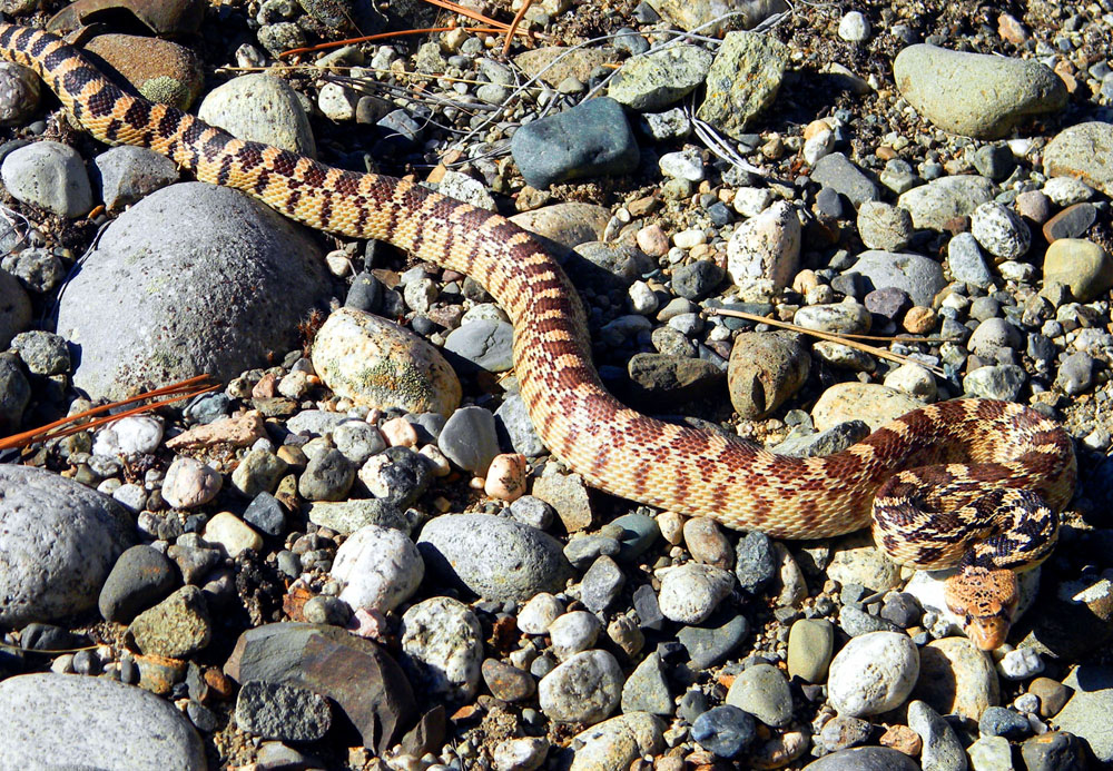 The Okanogan Highlands: Wildlife of the Okanogan Highlands