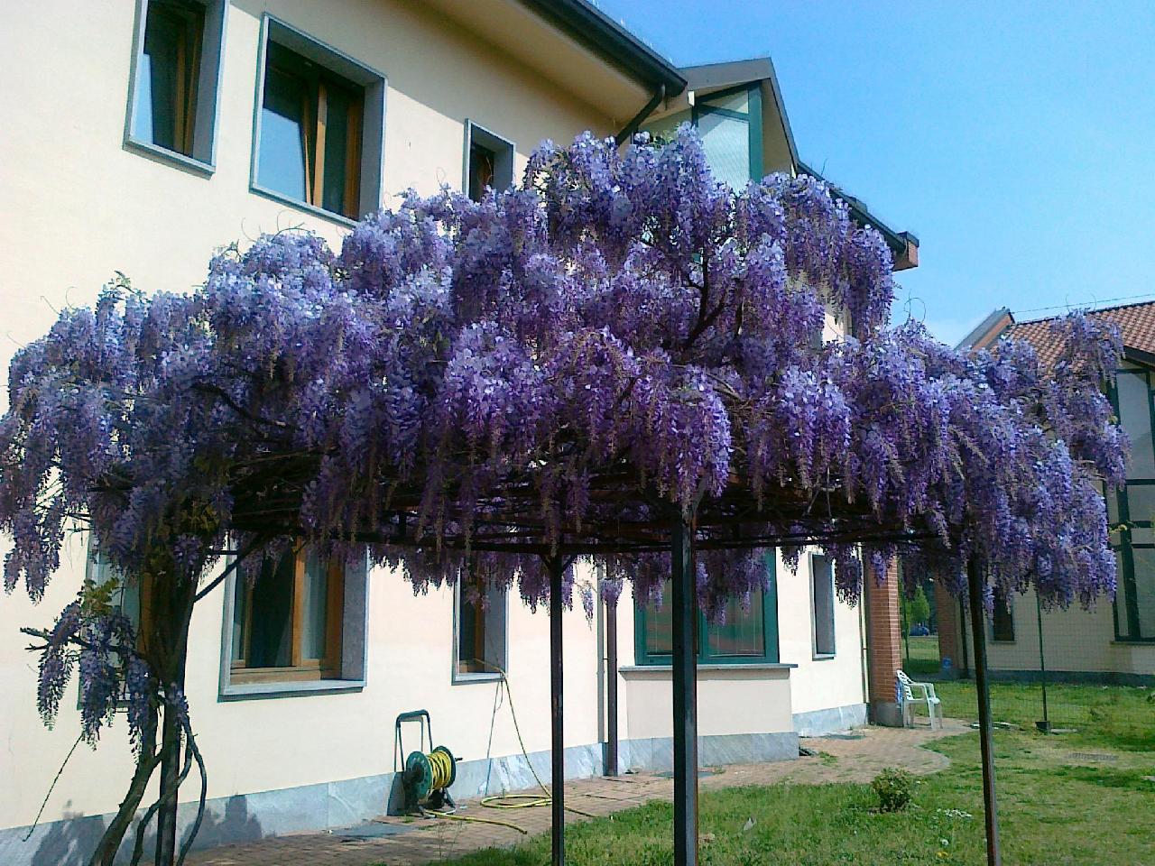 Enrica Signora G: Il Glicine (simbolo)