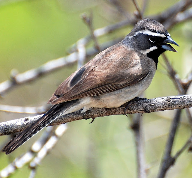Birding Is Fun!: Black-throated Sparrow