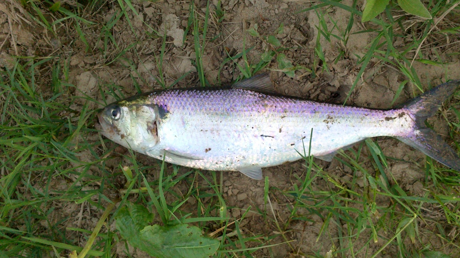 Athens Nature Journal: Wanted: Alosa fallax - Twaite Shad records from ...