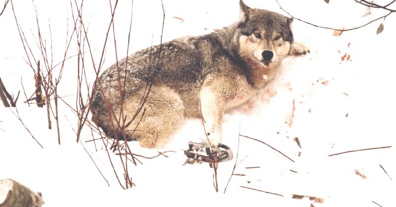 White Wolf : Idaho To Allow Wolf Trapping Beginning November 15