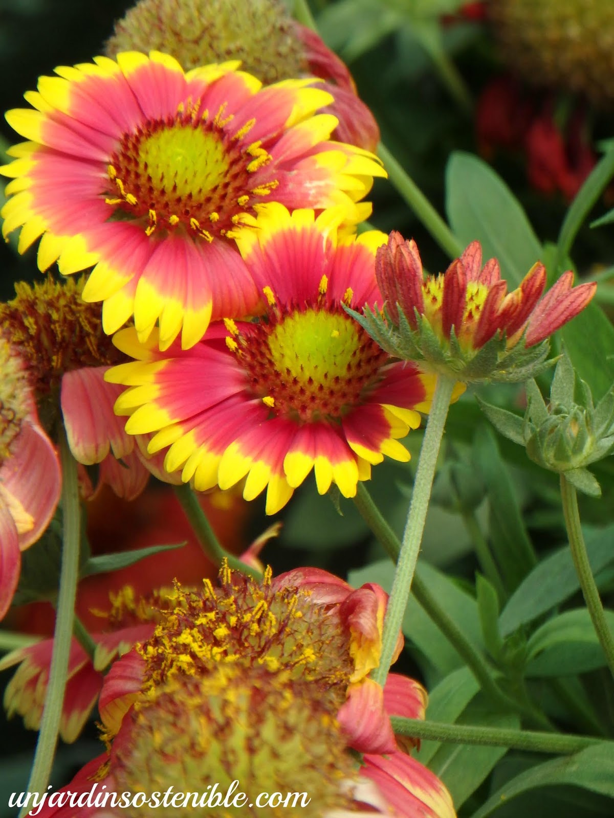 Gaillardia aristata (Gallardía)
