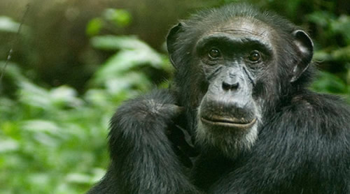 LIST: Animal names by species in the world