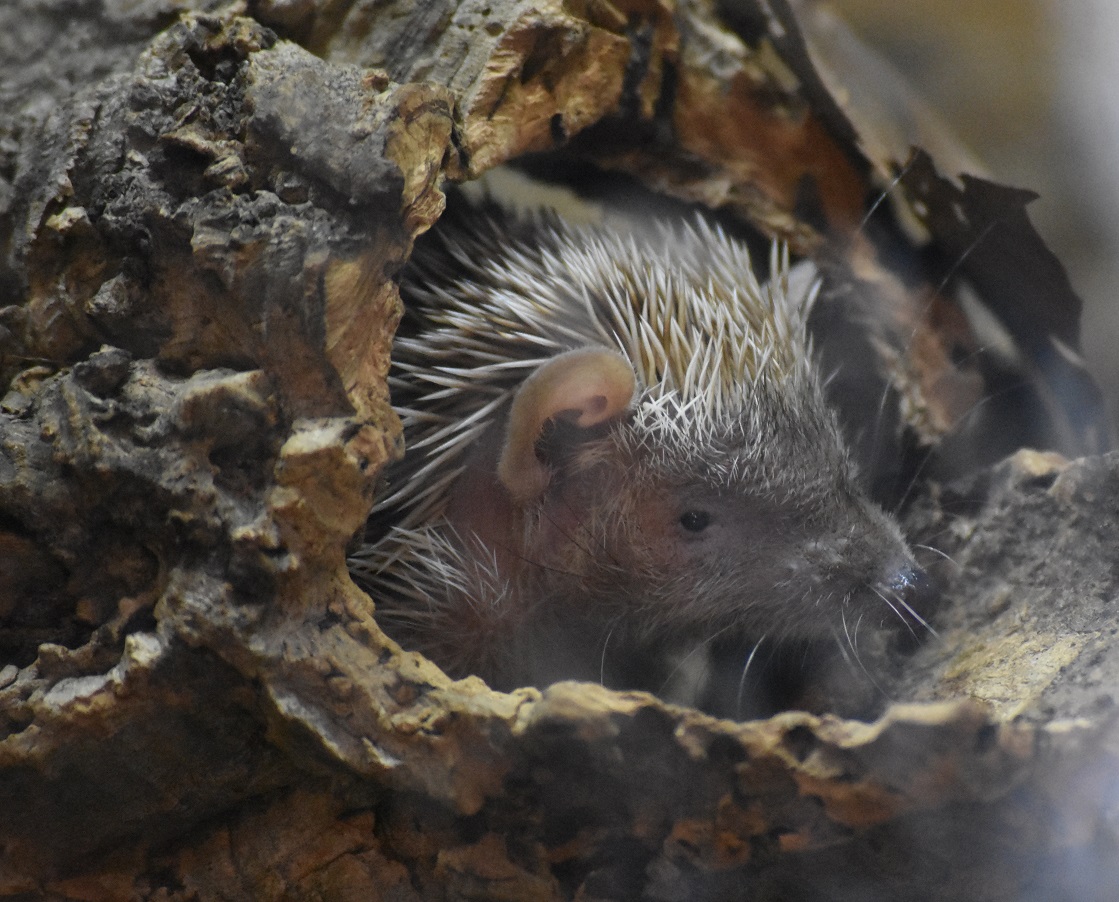 ZOOTOGRAFIANDO (6.100 ANIMALS): TENREC ESPINOSO / LESSER HEDGEHOG ...