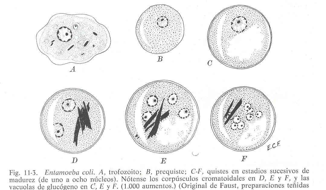 BACTERIOLOGIA: Entamoeba coli