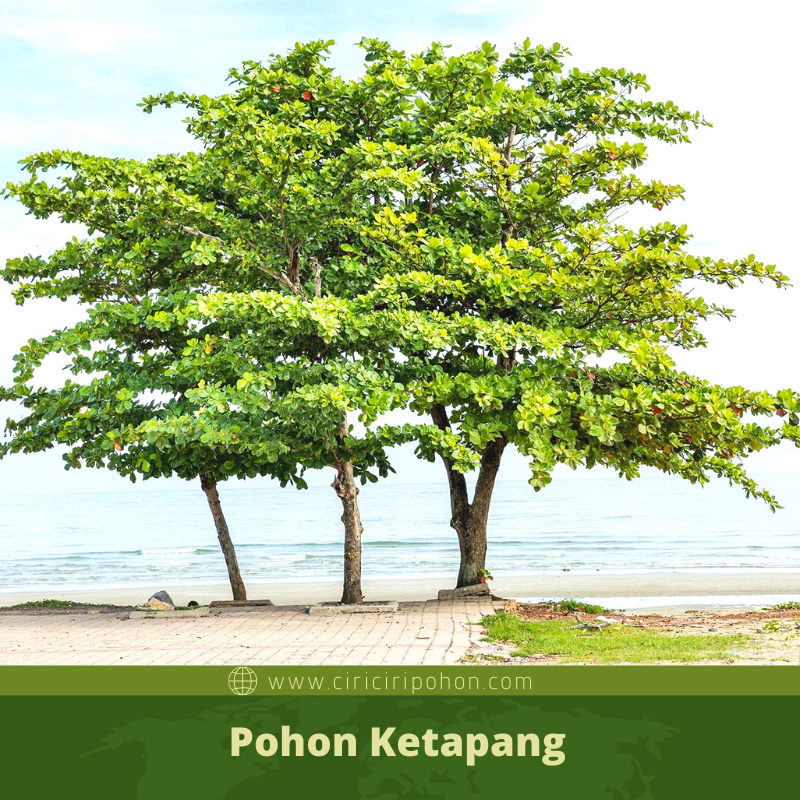 Di Mana Habitat Pohon Ketapang Untuk Pertumbuhan Optimal ...