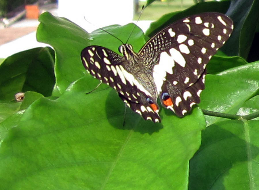 S T i l e T To: Meanies and Crawlies on my Calamansi