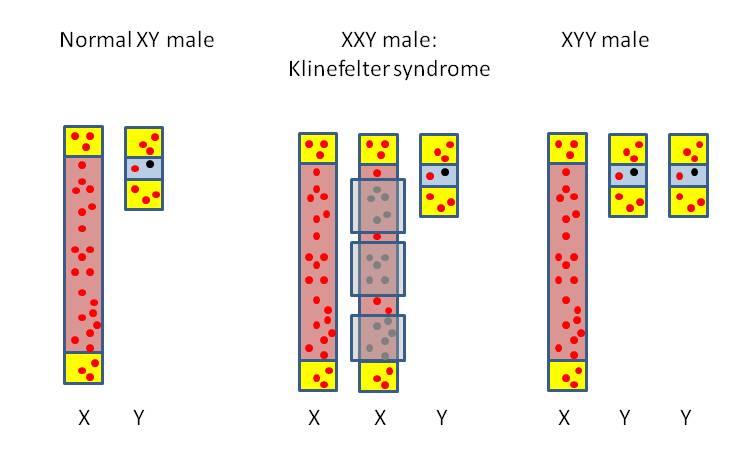 BishopBlog: The X and Y of sex differences