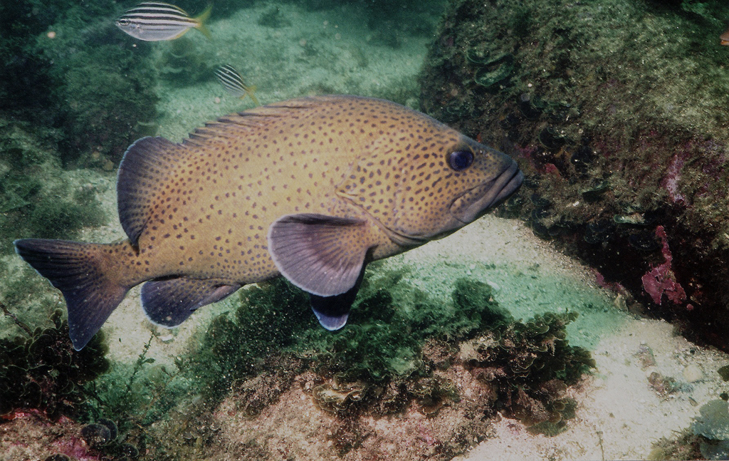 AQUATICHYK: EASTERN WIRRAH / Acanthistius ocellatus