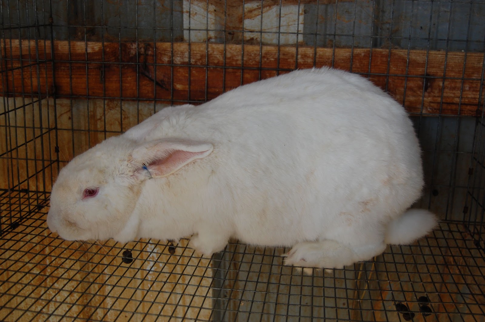 My Life as a Ranch Girl: Rabbits