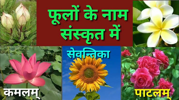 Sanskrit Me Fulo Ke Naam Names Of Flowers In Sanskrit sanskrit-me-fulo-ke-naam-names-of-flowers-in-sanskrit
