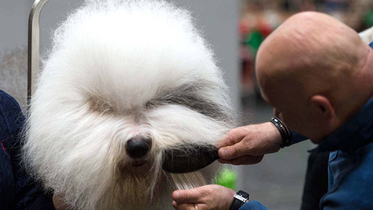 SNEAK PEEK : "Haute Dog" on HBO Max