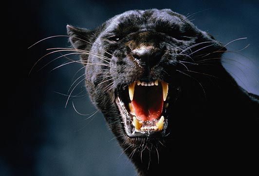 Animals Wallpapers: Black Puma With Yellow Eyes Wallpapers