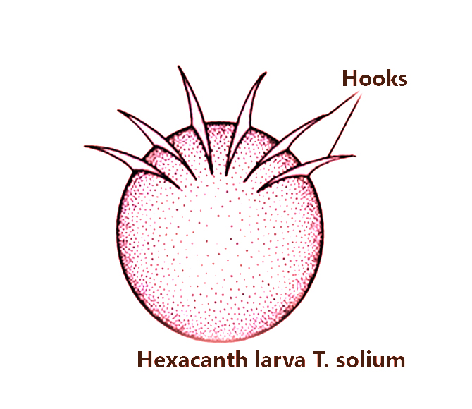 Animal Diversity- I Paper - I B. Sc.- I Zoology : Study of Tape worm ...