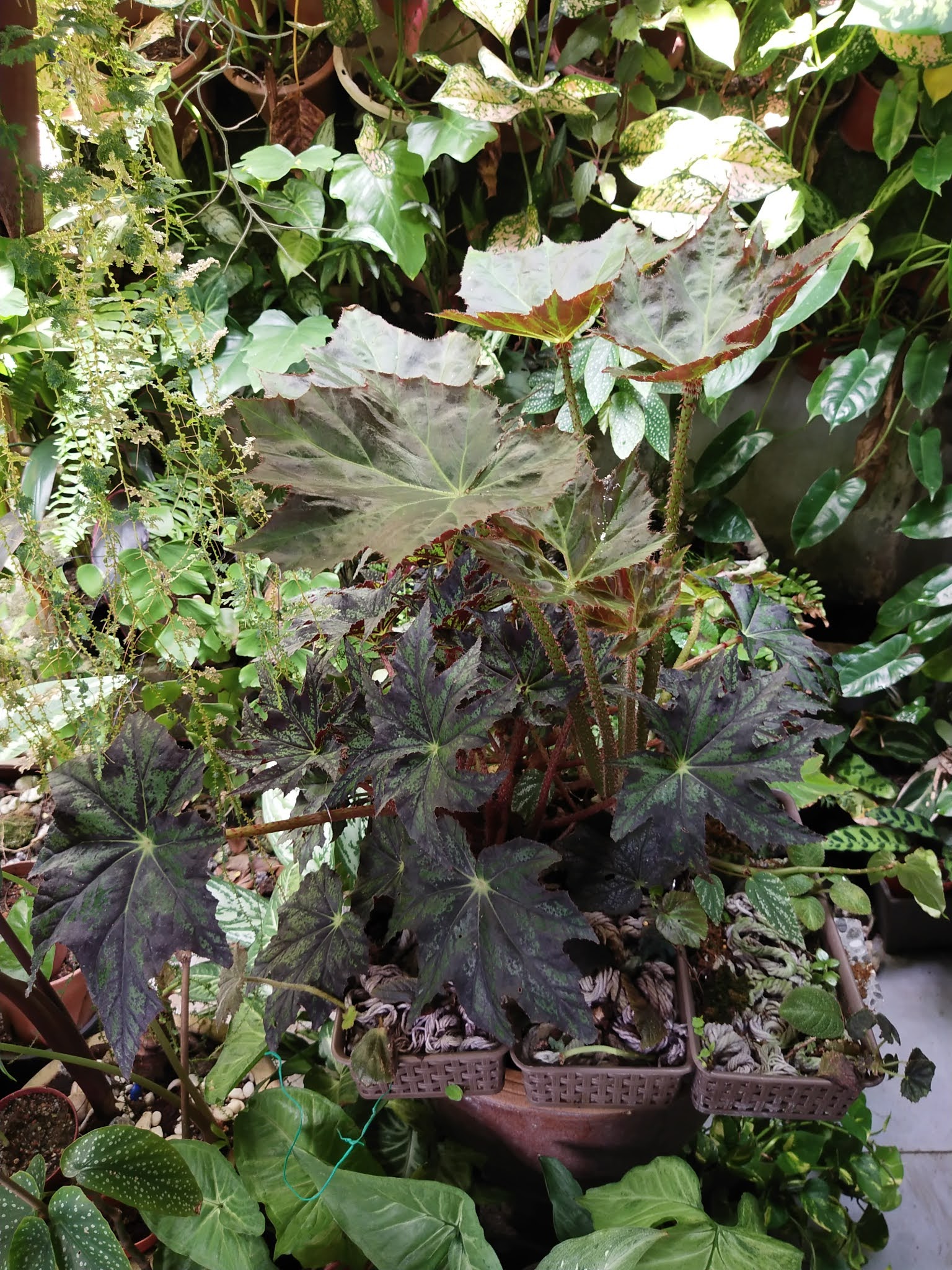 Garden Chronicles of James David: Star Begonia / Begonia heracleifolia ...