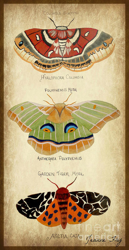 Conscious Art Studios: Luna Moth - Her Gift and Symbolism