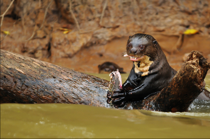 IMAGENS . VIDEOS: Animais ameaçados de extinção no Brasil. - Endangered ...