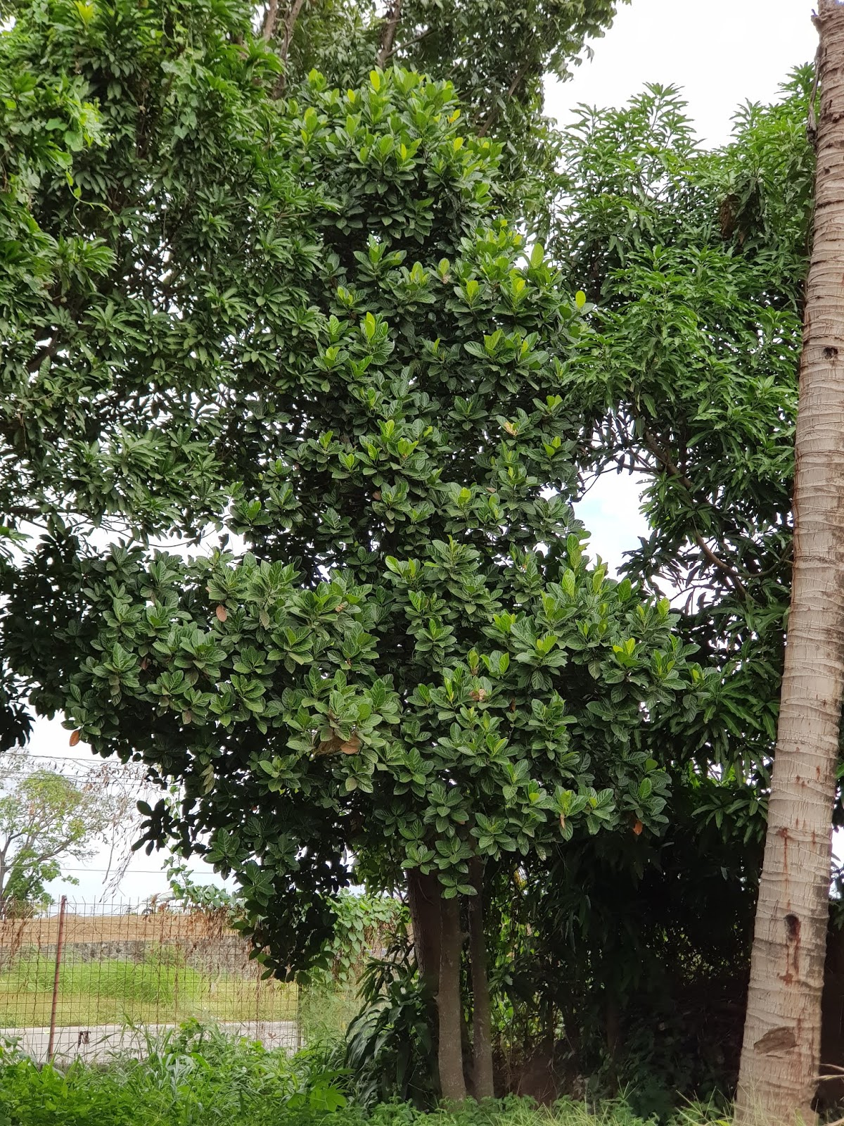 A life of a biologist: January 2020