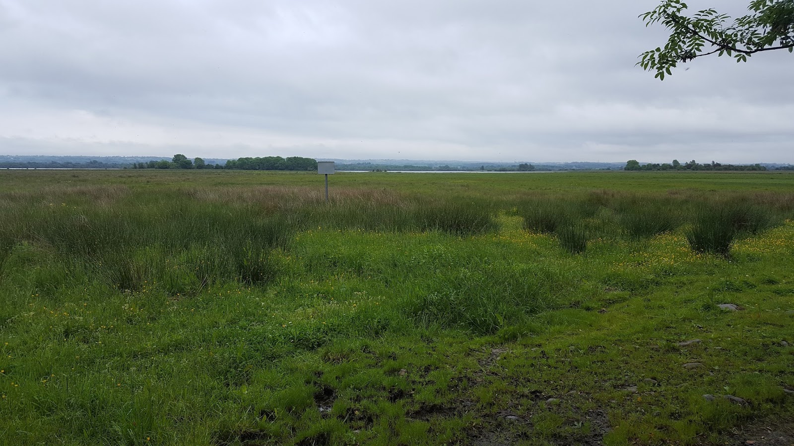 A Field Notebook: Lough Beg, Church Island to Paddy's Dubh