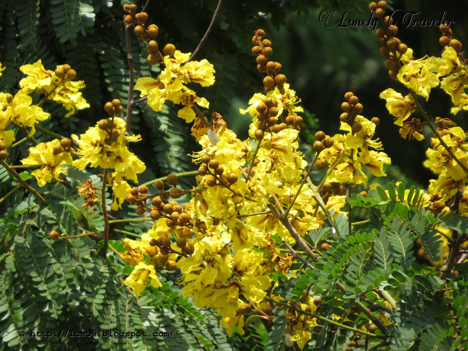 Yellow flametree - Peltophorum pterocarpum
