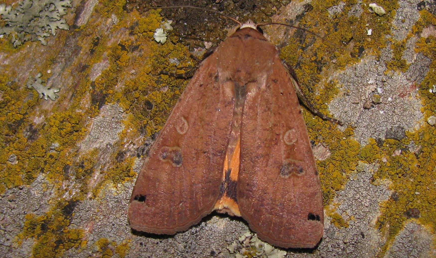 LEPIDOPTERA by Ed 3: Noctua pronuba