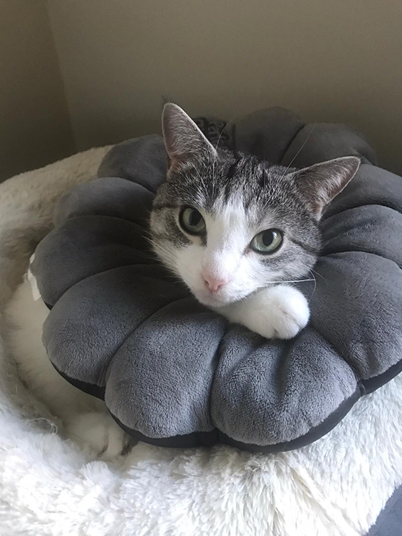 Fuzzy Pudgies: Cat Club Pet Portraits