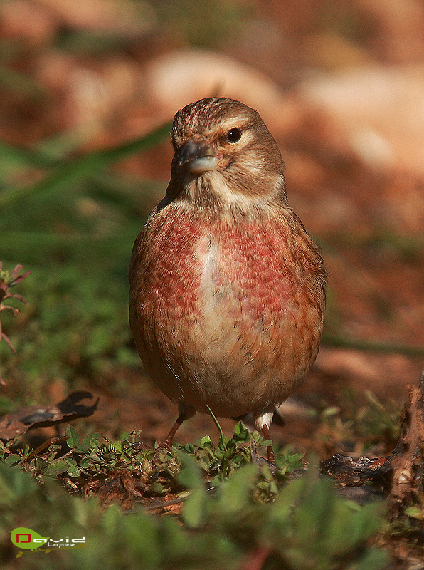 Pardillo común ( Carduelis cannabina )