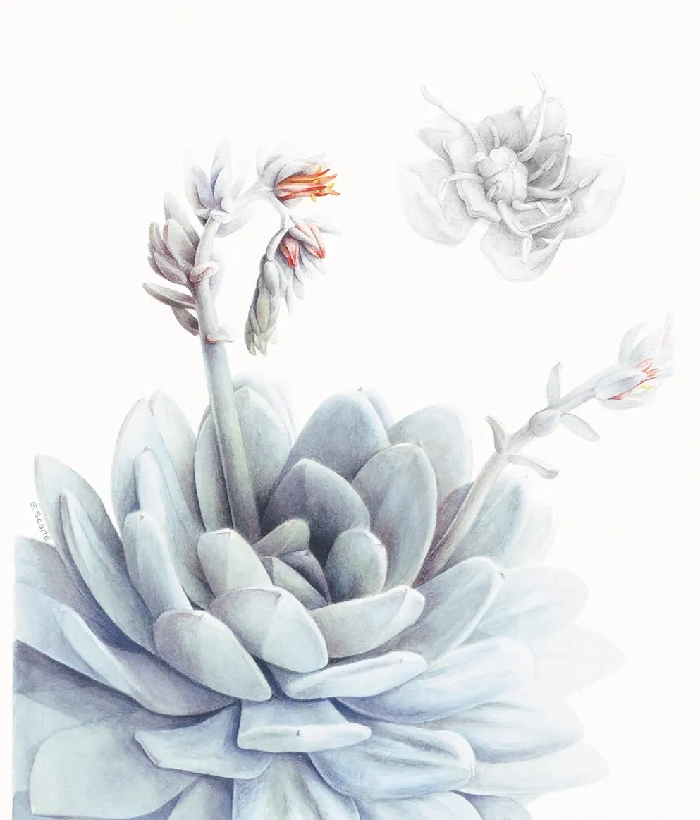 Elaine Searle | Botanical painter | Tutt'Art@