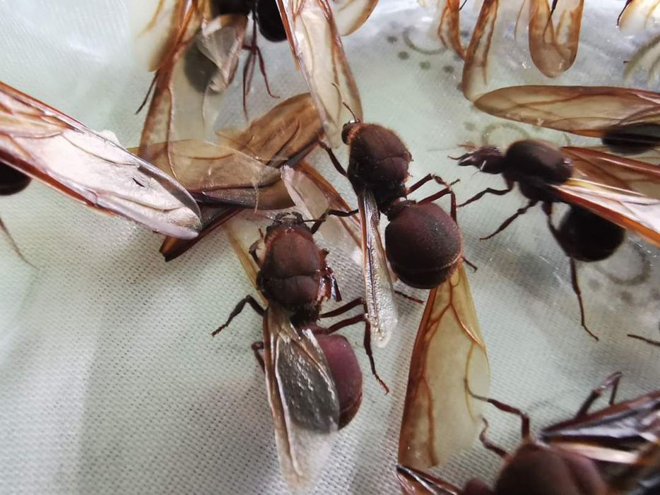 Conociendo México: Más allá de chapulines y jumiles: conoce más ...