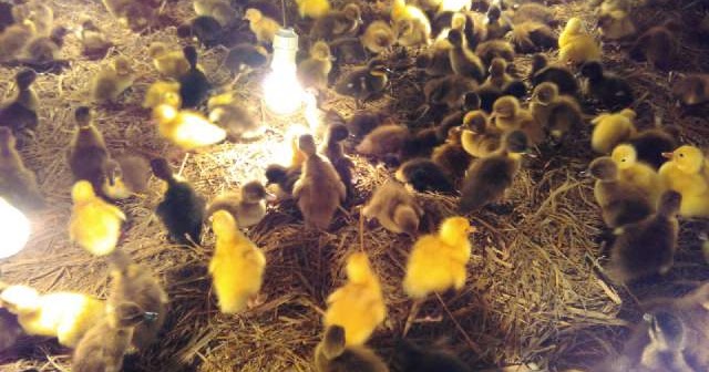 UD. Rajawali Putra Mandiri: TATALAKSANA PEMBUATAN PAKAN CRUMBLE TAHAP SATU