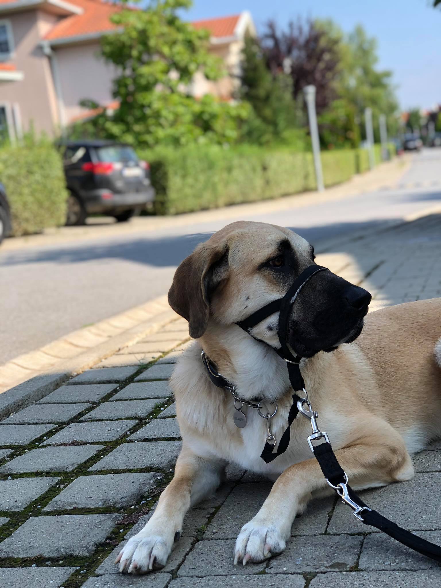 Committed Stitcher: Grayson The Noble