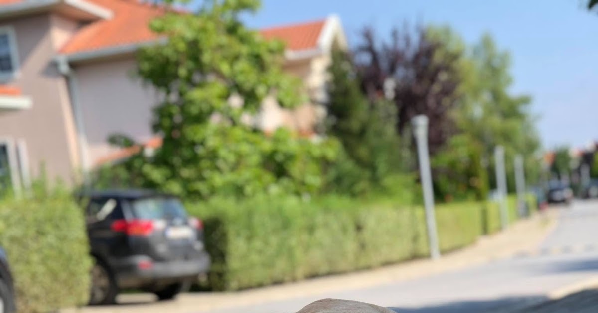 Committed Stitcher: Grayson The Noble