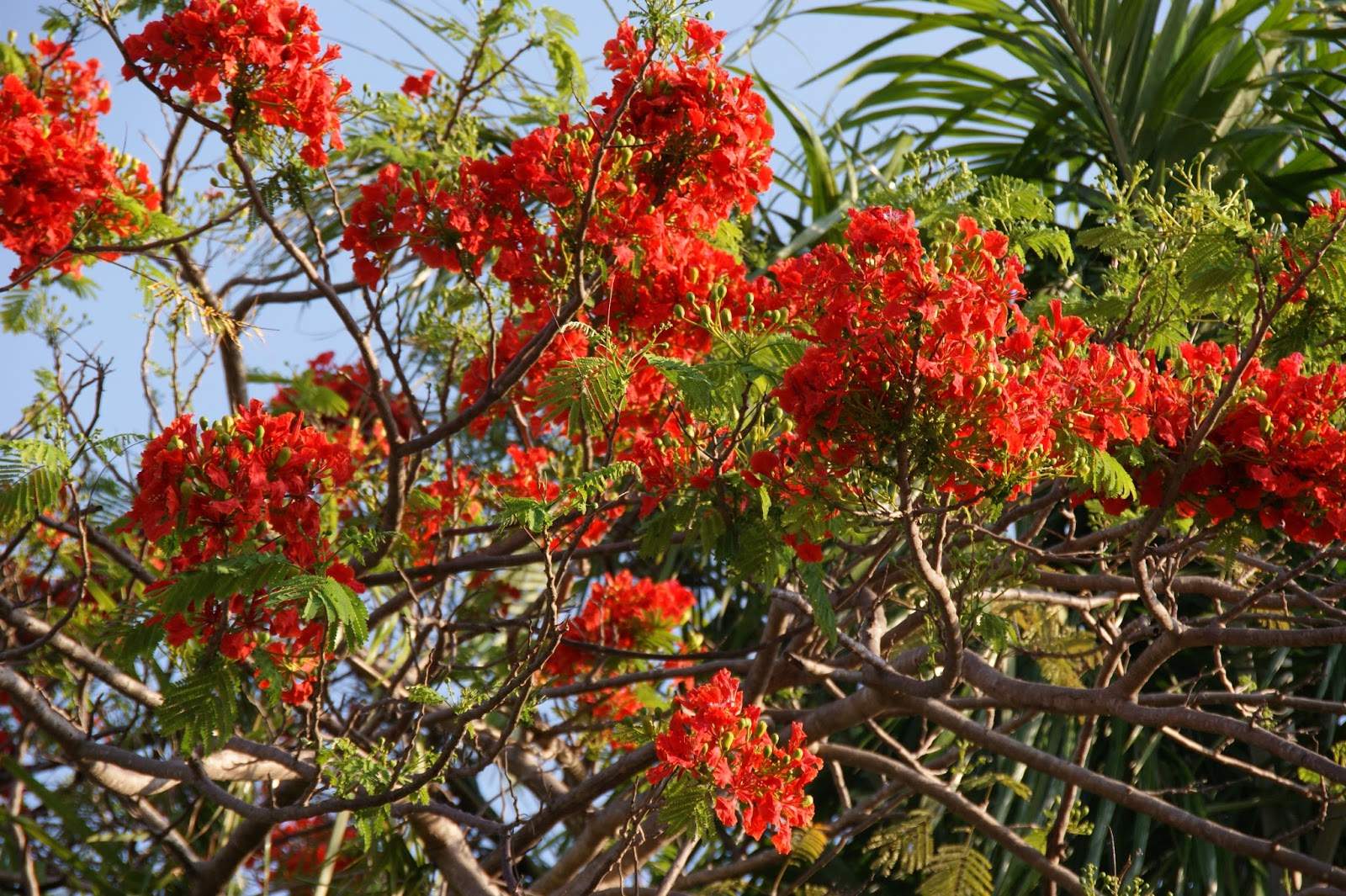 The Monsoon Frog: It's VERY HOT........Trees Thrive