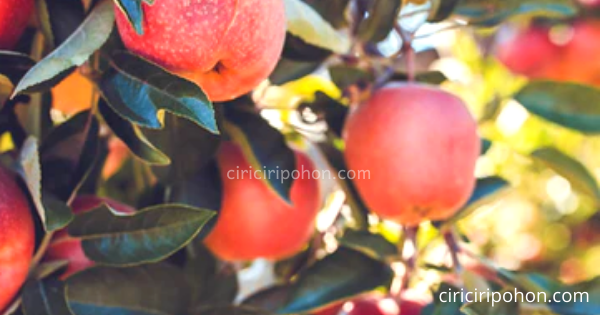 Berbagai Persiapan Untuk Budidaya Pohon Apel - Ciriciripohon.com