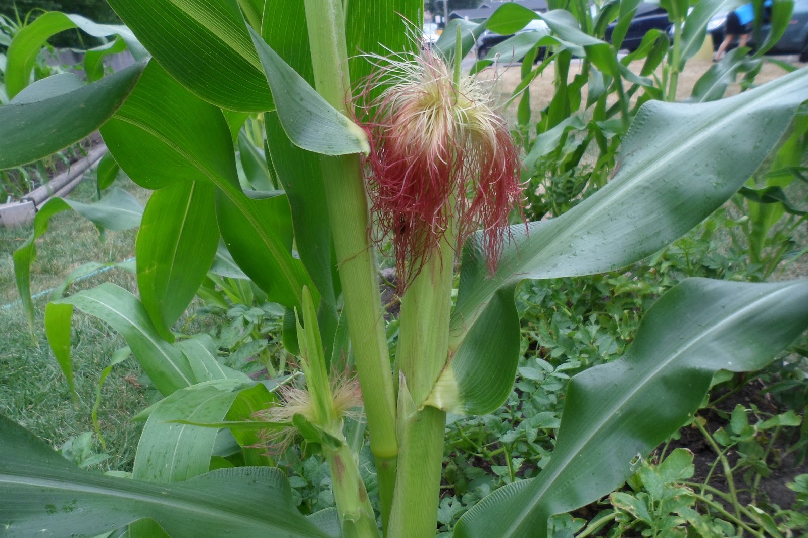 The Perennial Agriculturalist: more corn and cucumbers