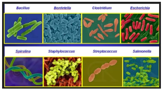 Penjelasan Ringkas Klasifikasi dan Ciri-ciri Kingdom Monera dengan ...