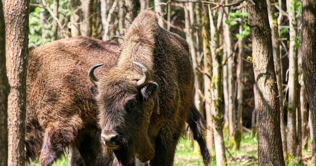 Wisent Day - August 11