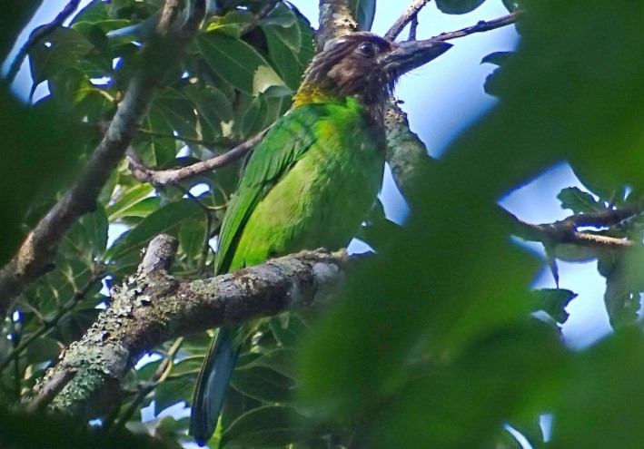 Burung Takur Bututut - EDUBIO