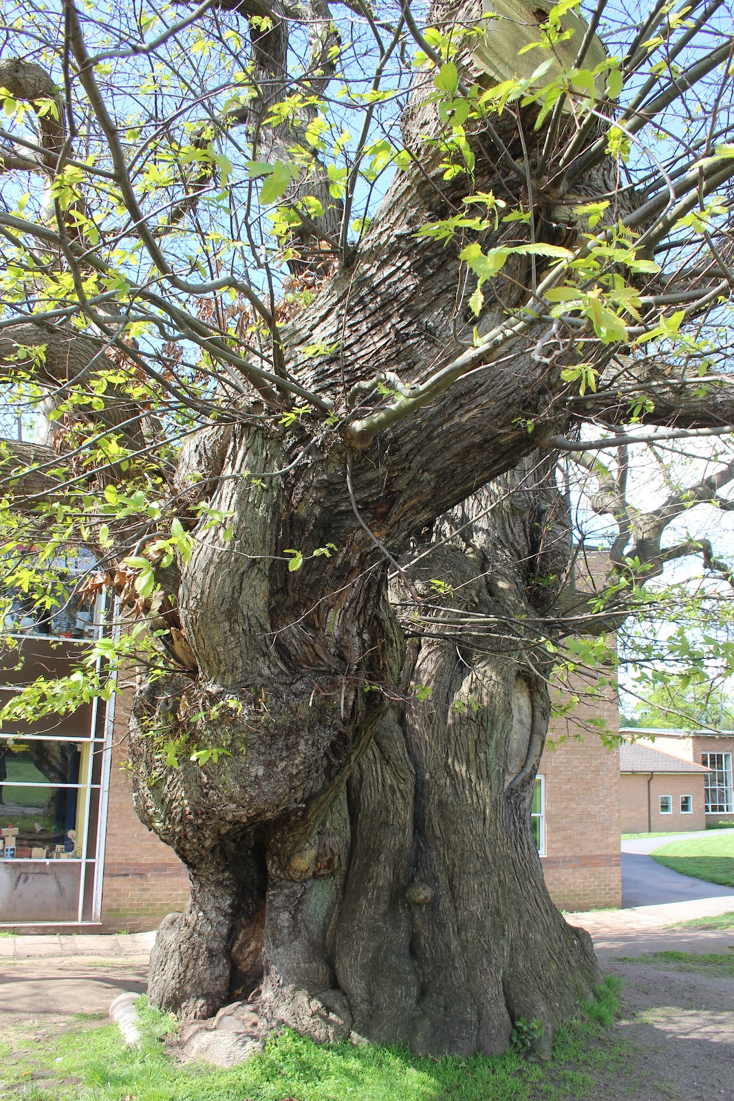 Around Chester: Ancient Trees