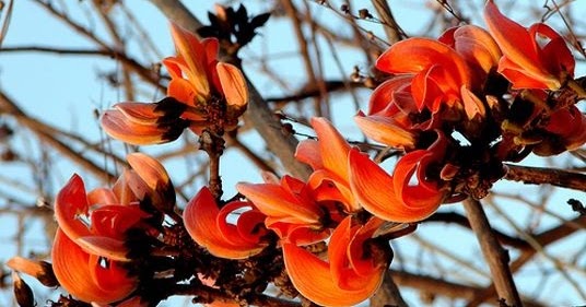 पलाश के फूल अमरकांत