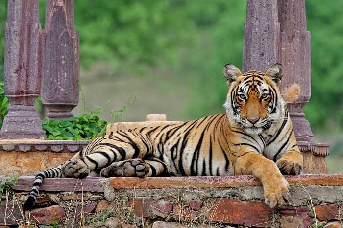Pasaje a la India (I). El tigre de Bengala