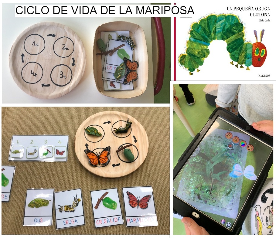 LA CLASE DE MIREN: mis experiencias en el aula: EL CICLO DE VIDA DE LA ...