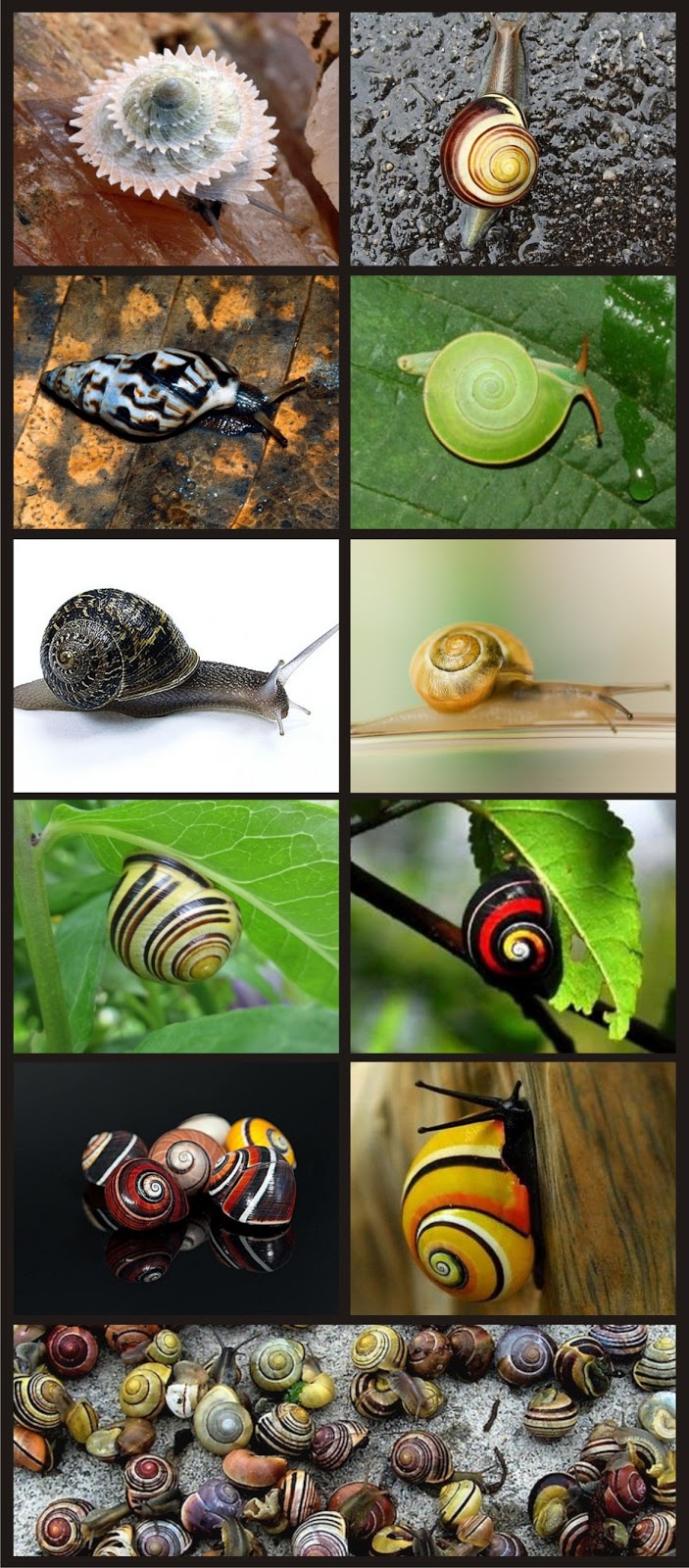 Maravilhas da Criação: A beleza dos caracóis