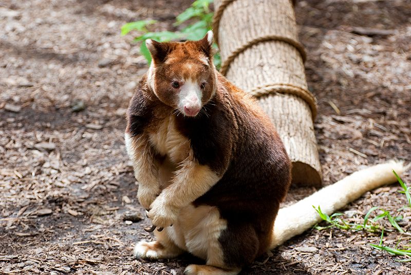 Matschie's Tree Kangaroo