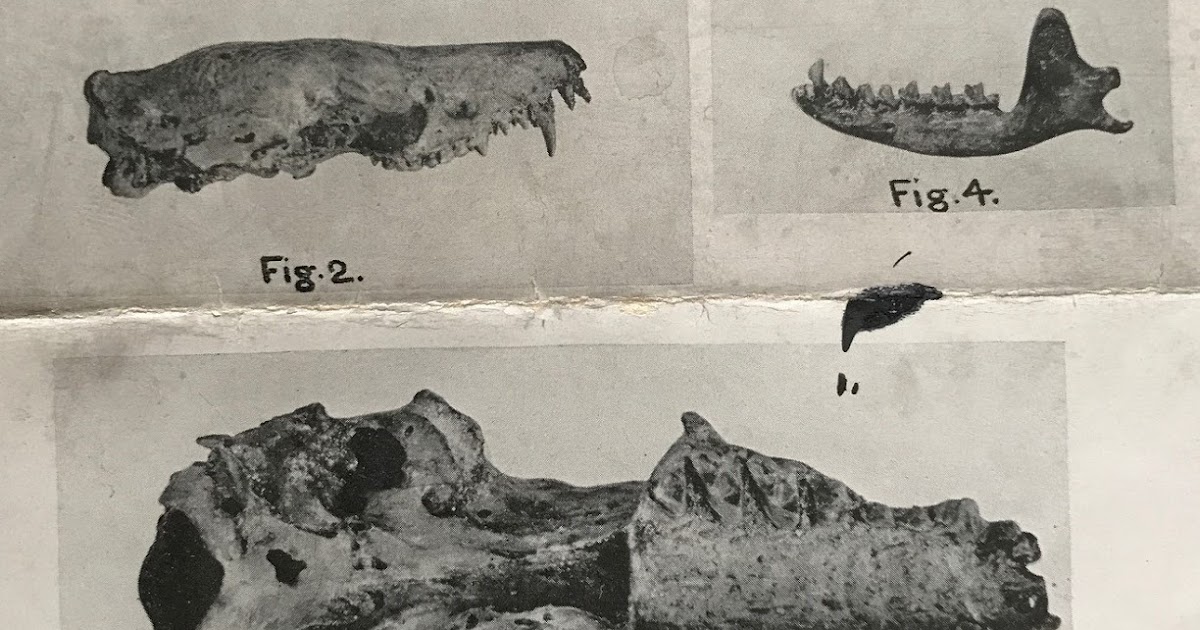 Fossil Matter: Collagen sequence reveals evolutionary history of ...