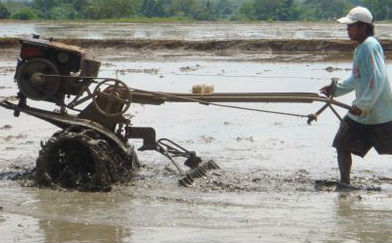 The life in the Philippines: Working in the ricefield